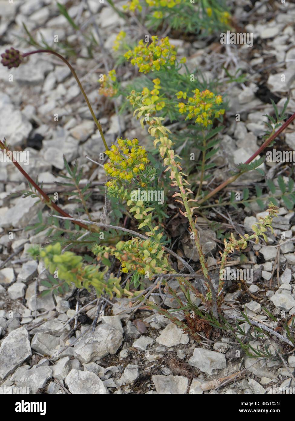 Spurge Euphorbia cyparissias infested with pea rust Uromyces pisi with ...