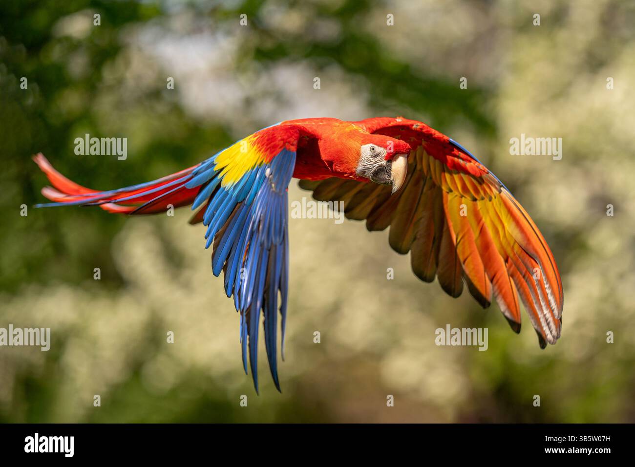 Scarlet Macaw showcasing its vivid red, yellow, and blue feathers while ...
