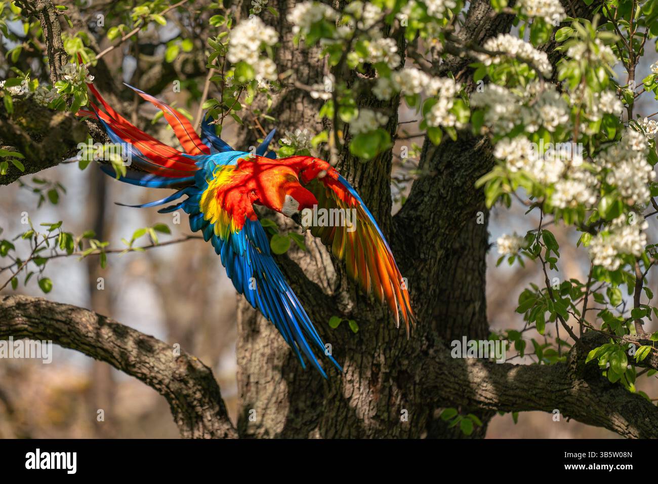 Colorful Scarlet Macaw Flying Among Flowering Tree Branches in Sunny ...