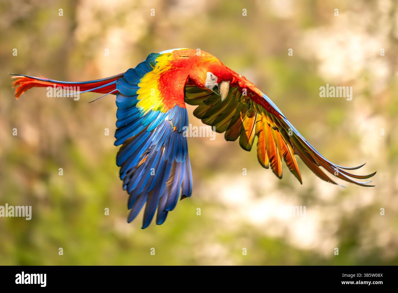 Colorful Scarlet Macaw Flying Gracefully in Tropical Natural Habitat Stock Photo - Alamy