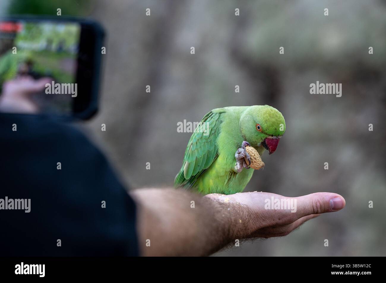 May 2, 2025, London, England, United Kingdom: A man feeds a rose-ringed ...