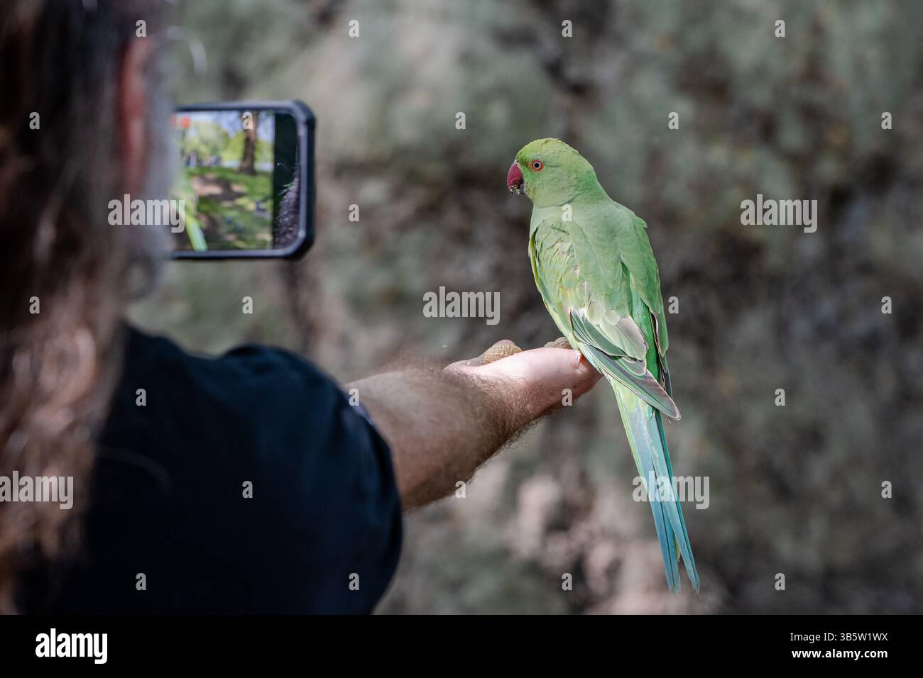 London, England, UK. 2nd May, 2025. A man feeds a rose-ringed parakeet ...