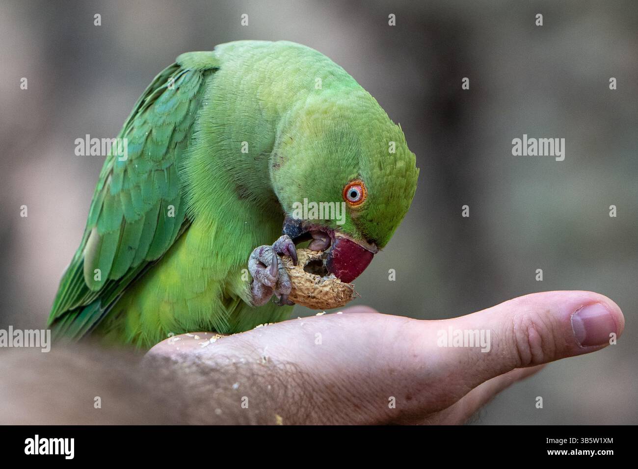 London, England, UK. 2nd May, 2025. A woman feeds a rose-ringed ...