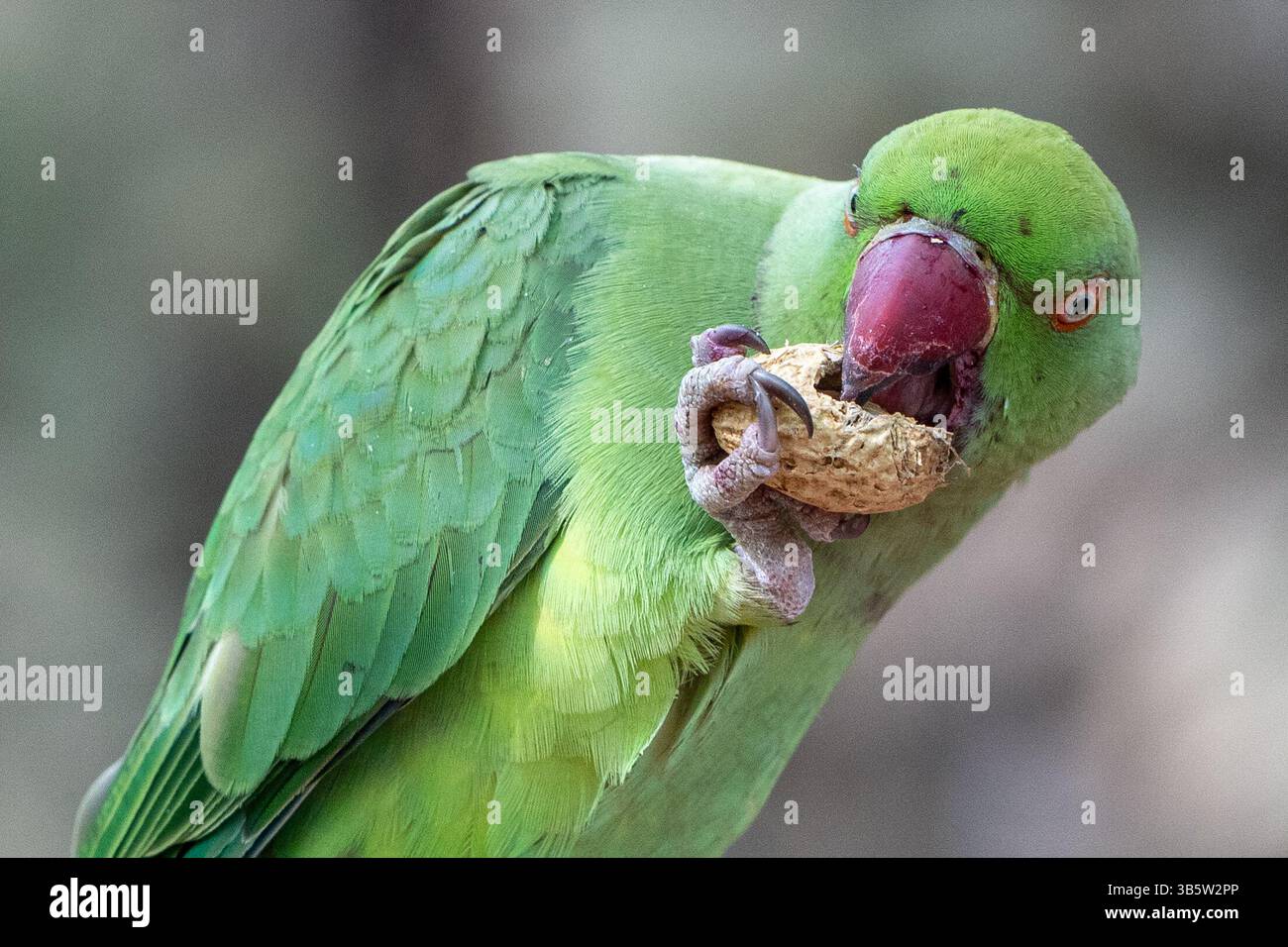 May 2, 2025, London, England, United Kingdom: A man feeds a rose-ringed ...