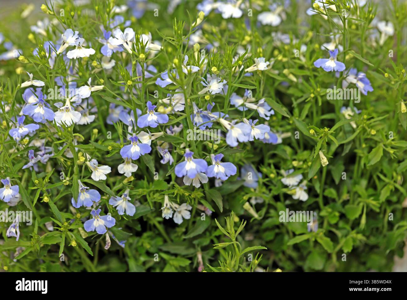 Frühjahrsblüher im Garten Das Männertreu, auch als Lobelie bekannt, zur ...
