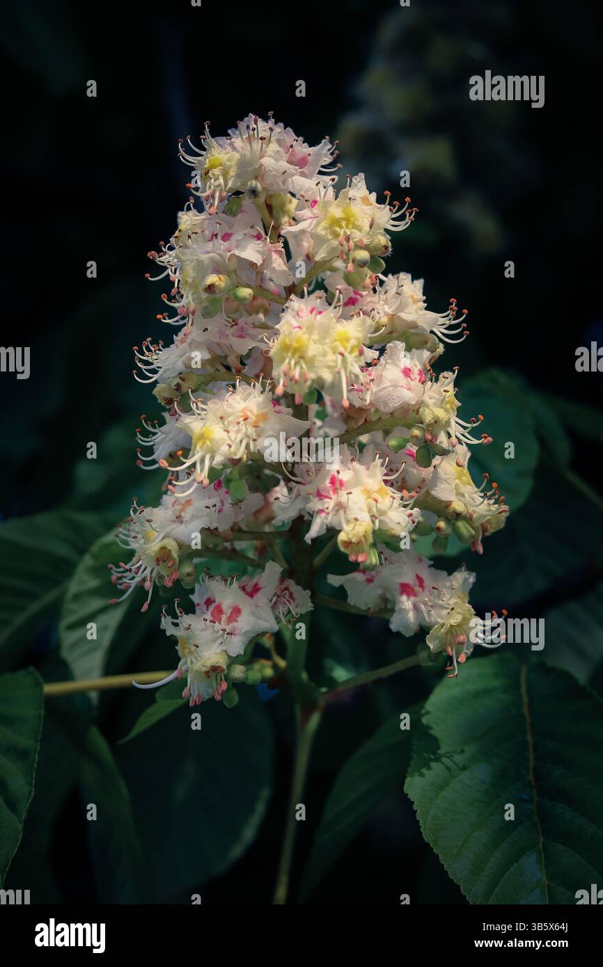 Close up Flower blooms of the Horse Chestnut (Aesculus hippocastanum ...