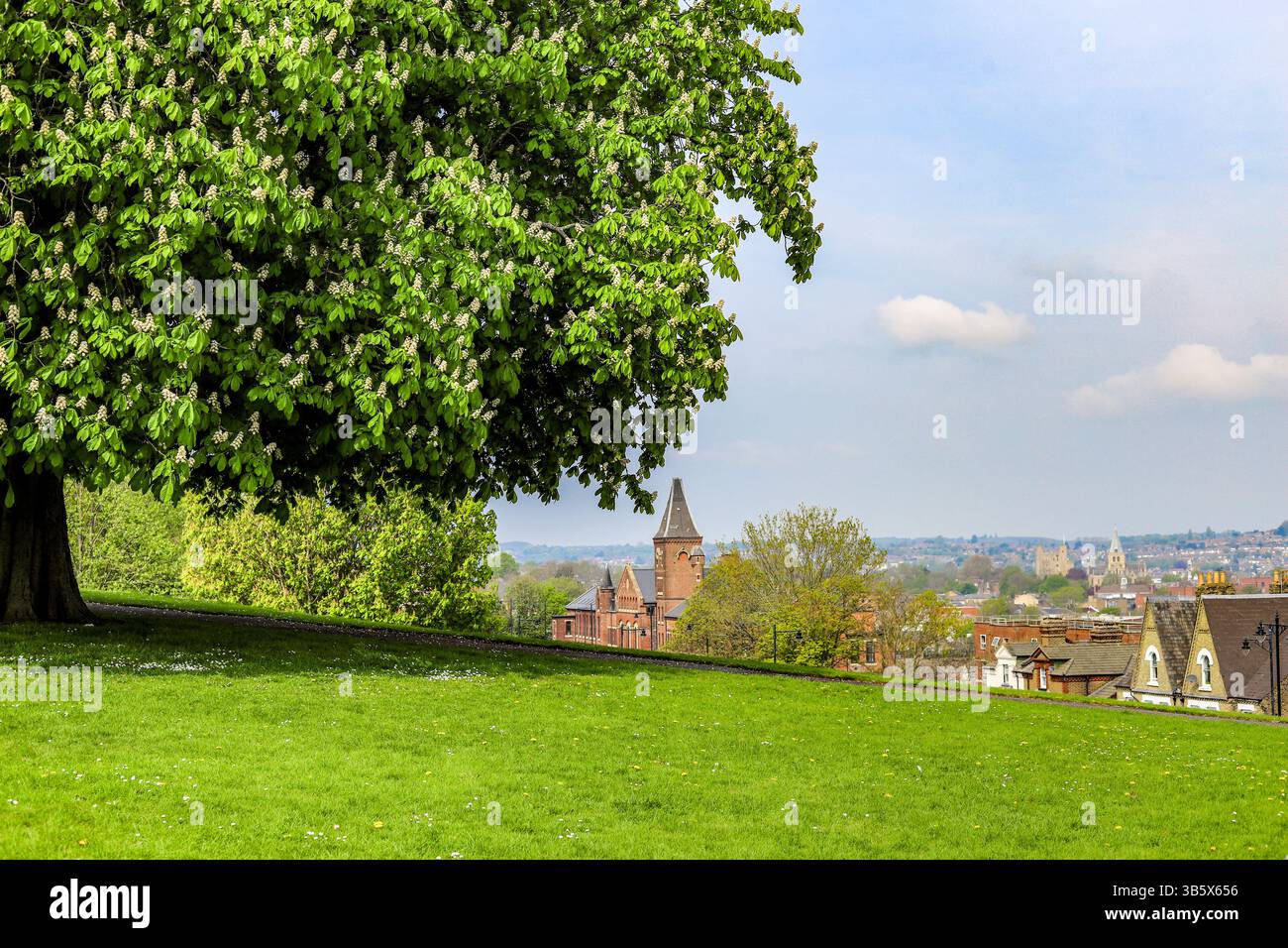 Horse chestnut tree in bloom at Victoria Gardens Rochester overlooking ...