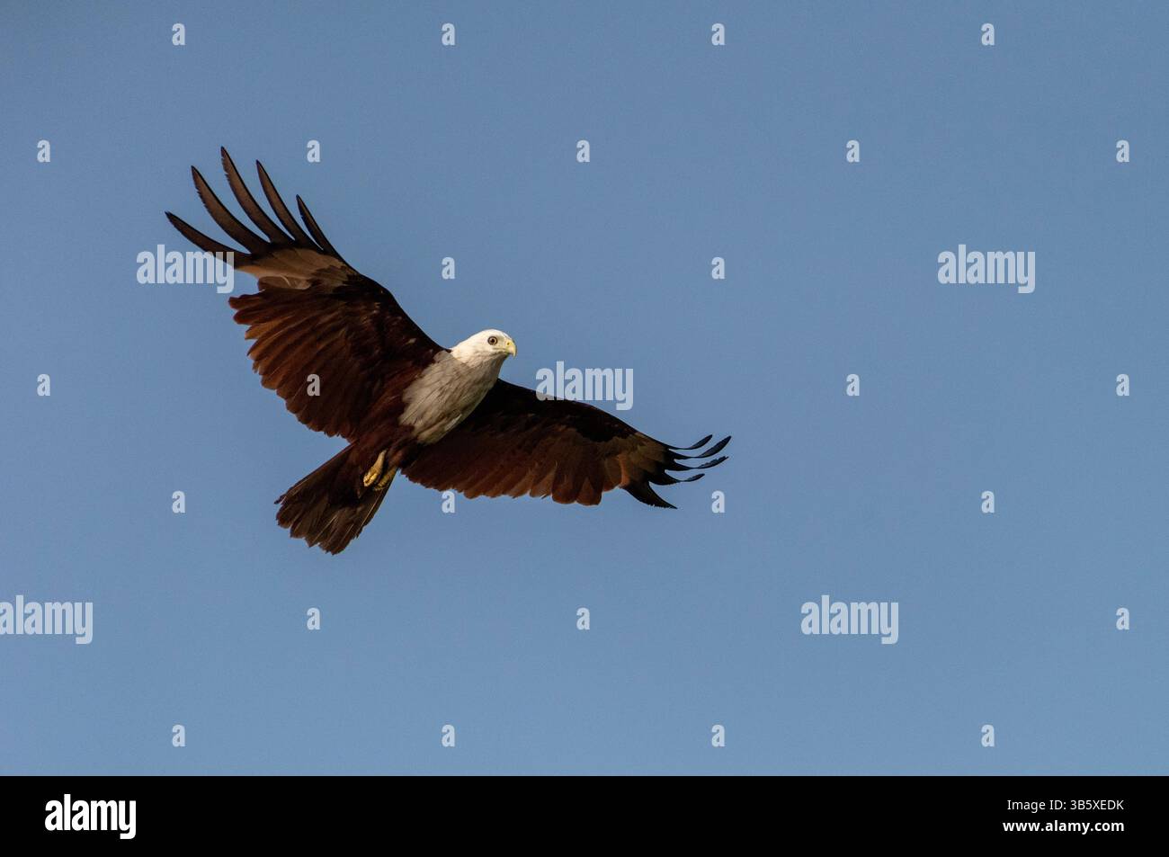Brahminy kite - Haliastur indus - in Sabah, Borneo, Malaysia Stock ...