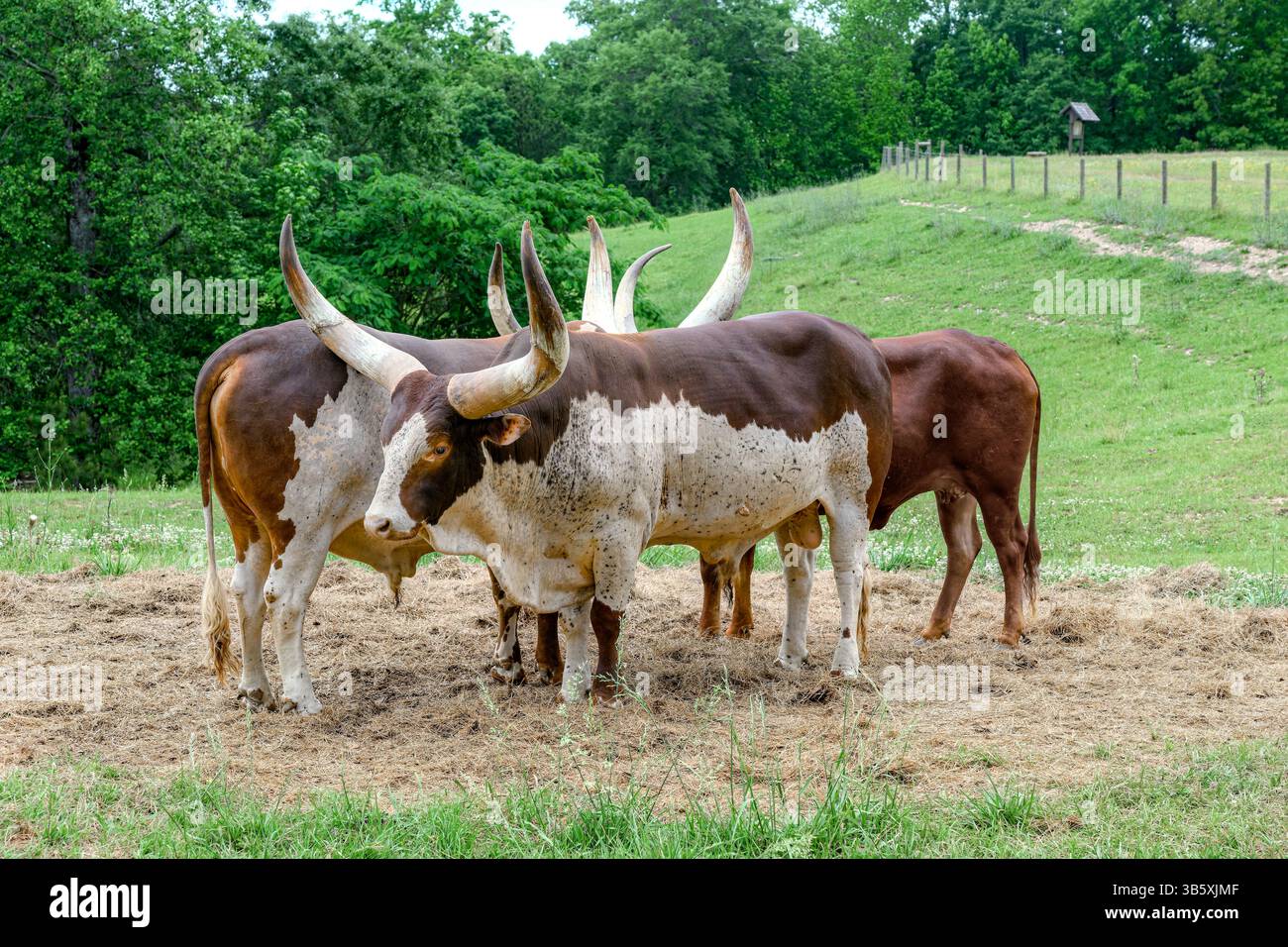 Group texas longhorn cattle hi-res stock photography and images - Alamy