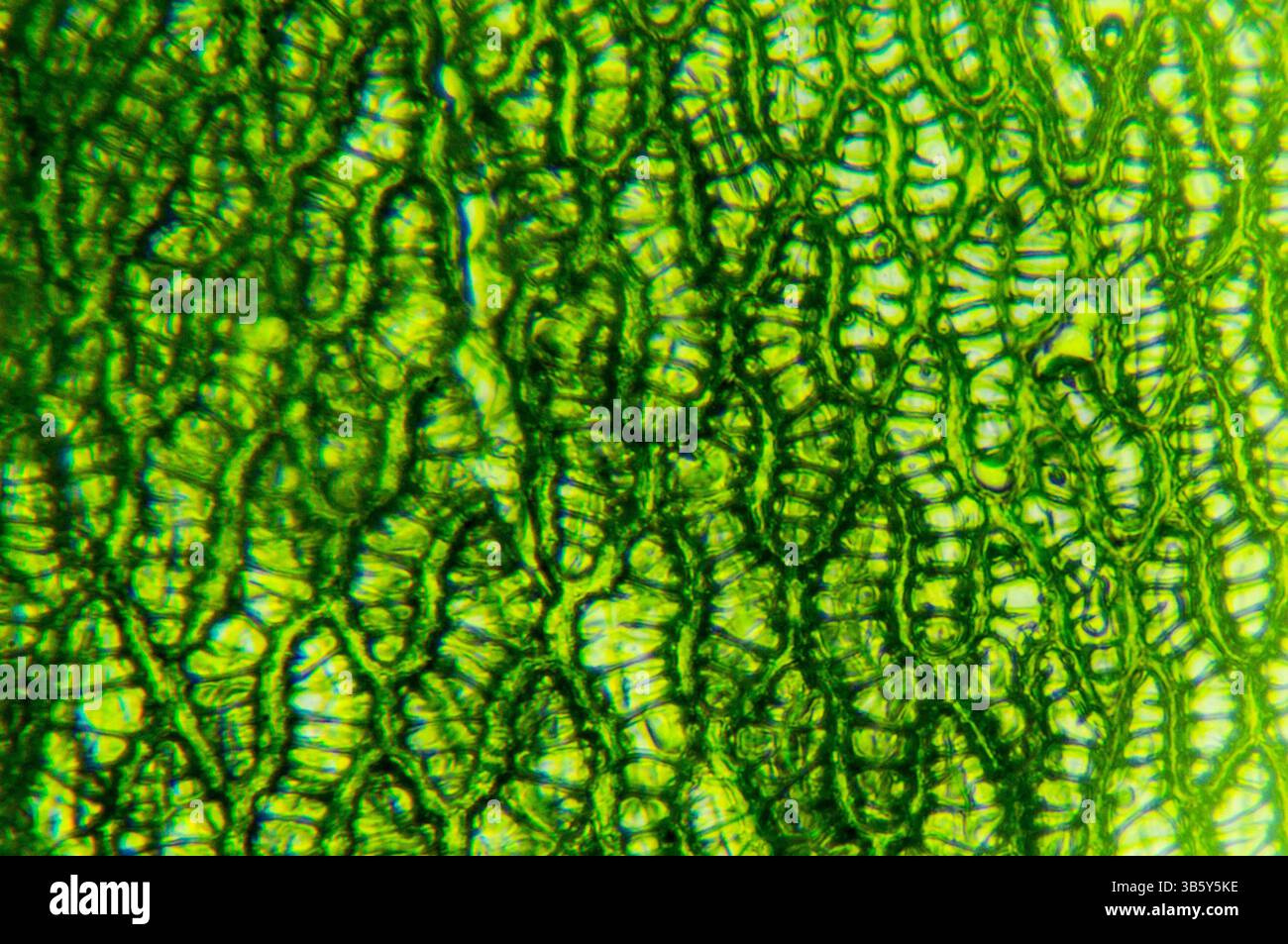 Image taken in a laboratory with a microscope at 400x magnification ...