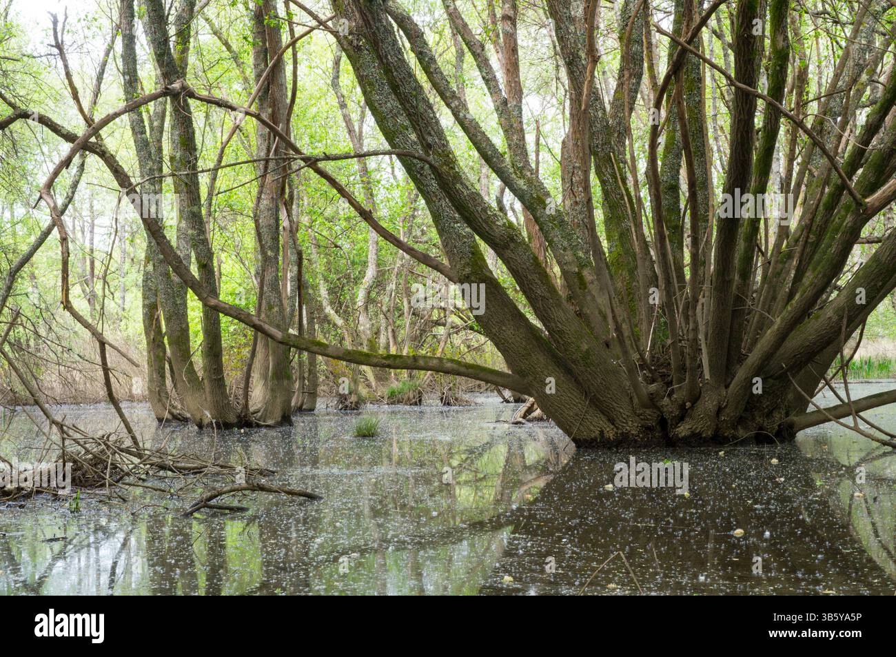 Willows (Salix atrocinerea) in one of their main habitats, which are ...