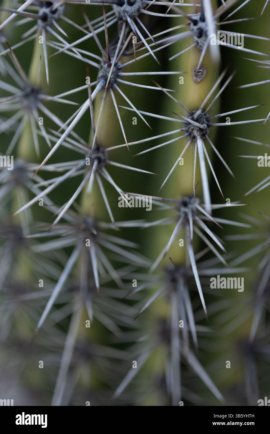 Selective Focus Of Spines On The Side Of Saguaro Cactus in Sonoran ...