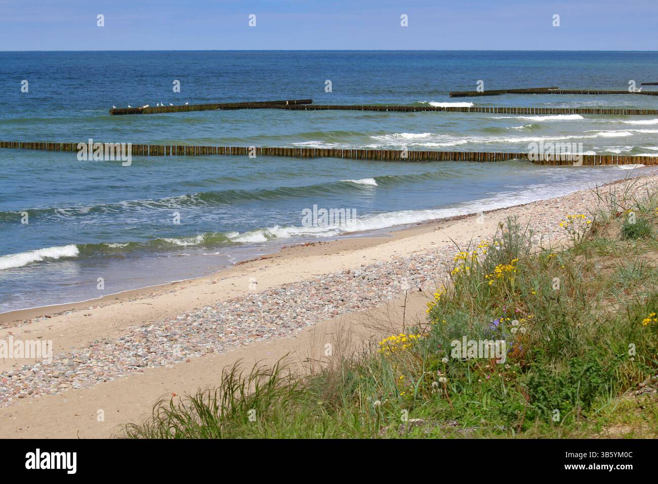 Baltic Sea beach with waves, wildflowers, breakwaters and pebble-strewn ...