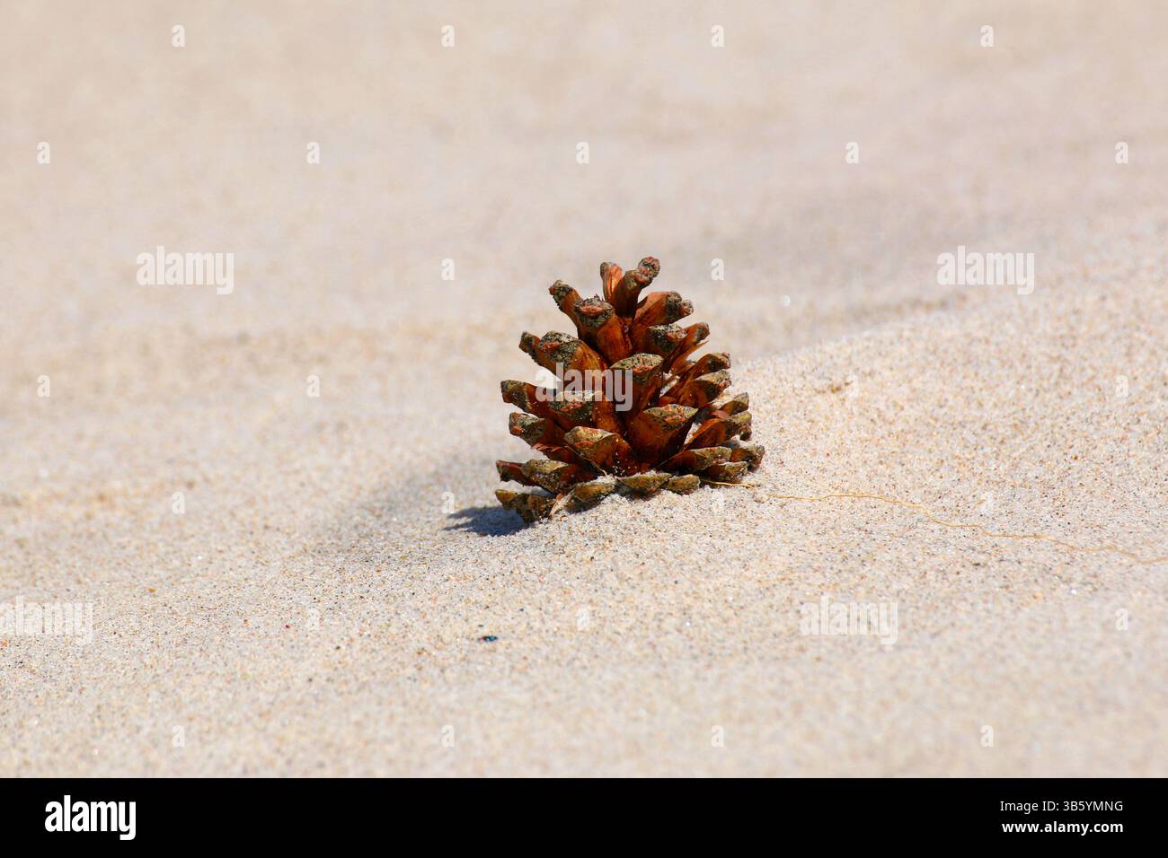 Windblown cone hi-res stock photography and images - Alamy