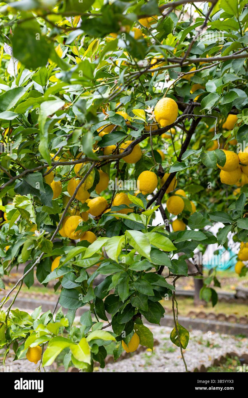 Lush green foliage surrounds bright yellow lemons hanging from the ...