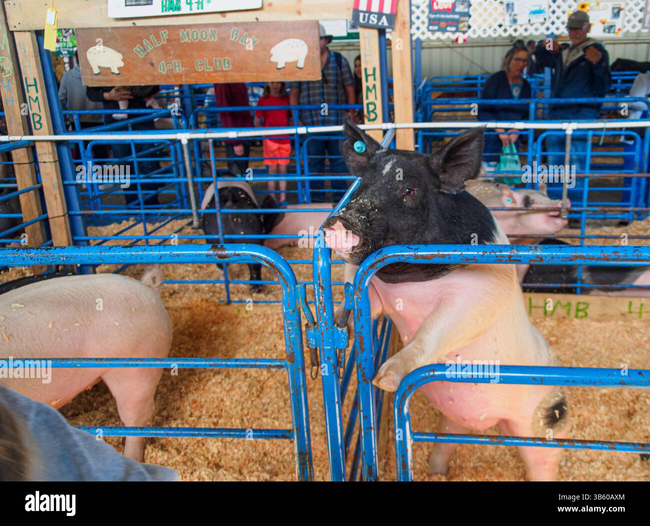 Pigs shown by Half Moon Bay 4-H Club during the livestock exhibition at ...