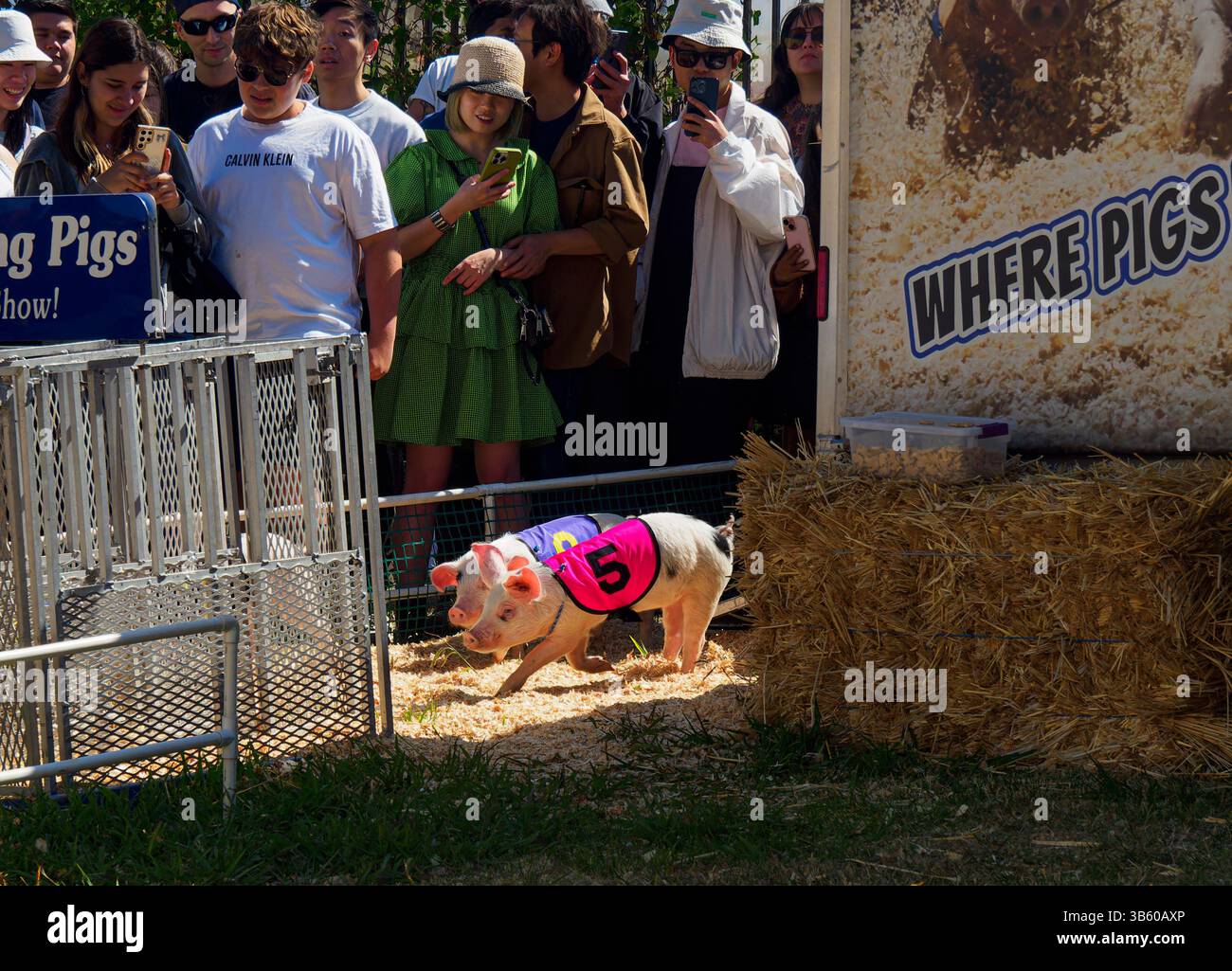 Pig racing hi-res stock photography and images - Alamy