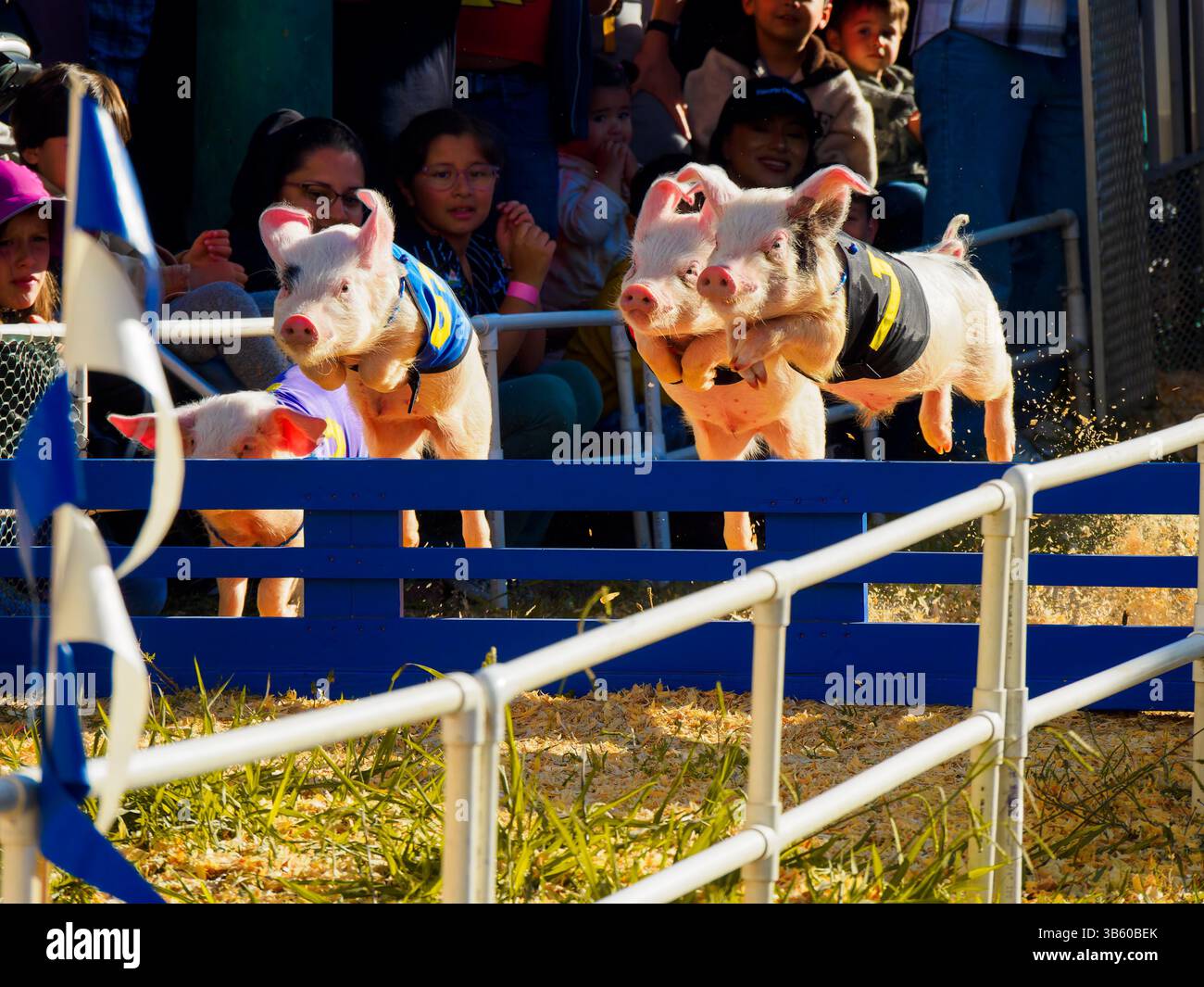 Pig racing hi-res stock photography and images - Alamy