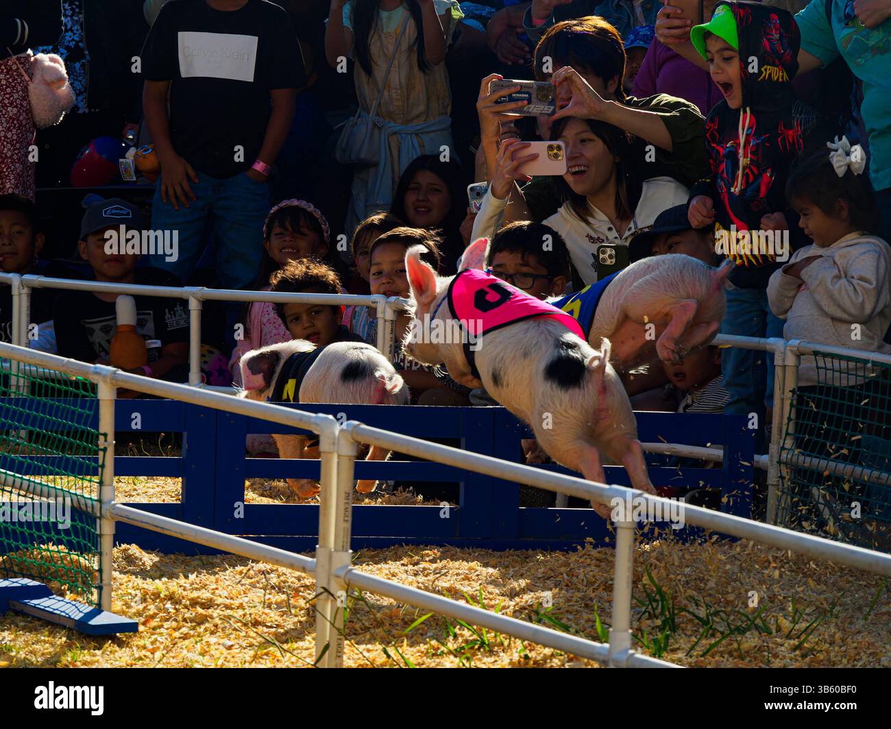 A piglet in a pink racing vest jumps over a hurdle during the All ...