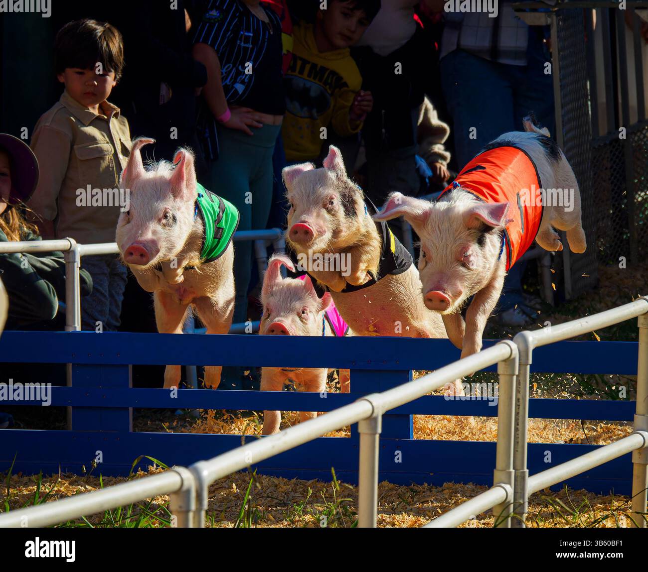 Pig racing hi-res stock photography and images - Alamy