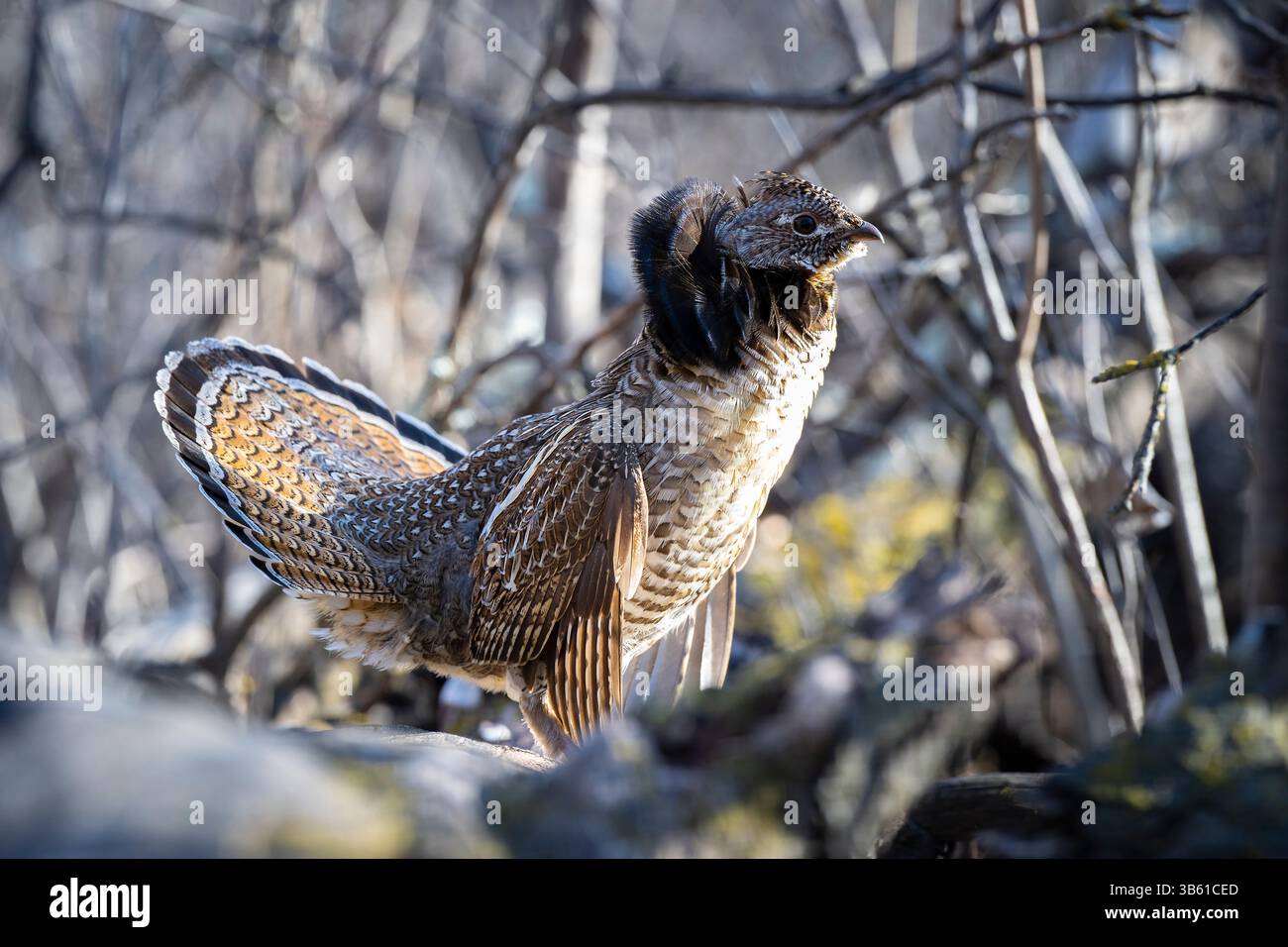 A Drumming Ruffed Grouse Male on a spring day in Minnesota Stock Photo ...