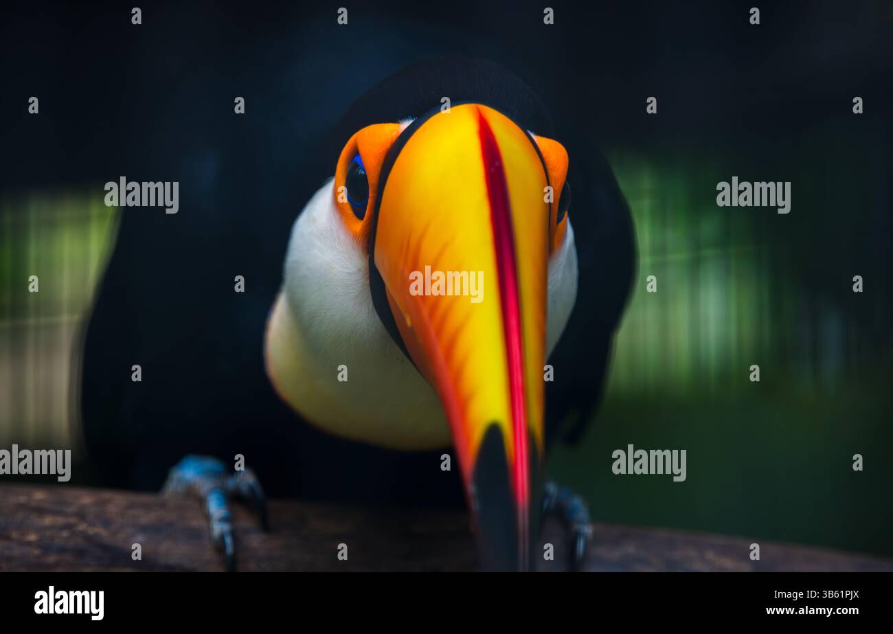 Toco toucan birds face hi-res stock photography and images - Alamy