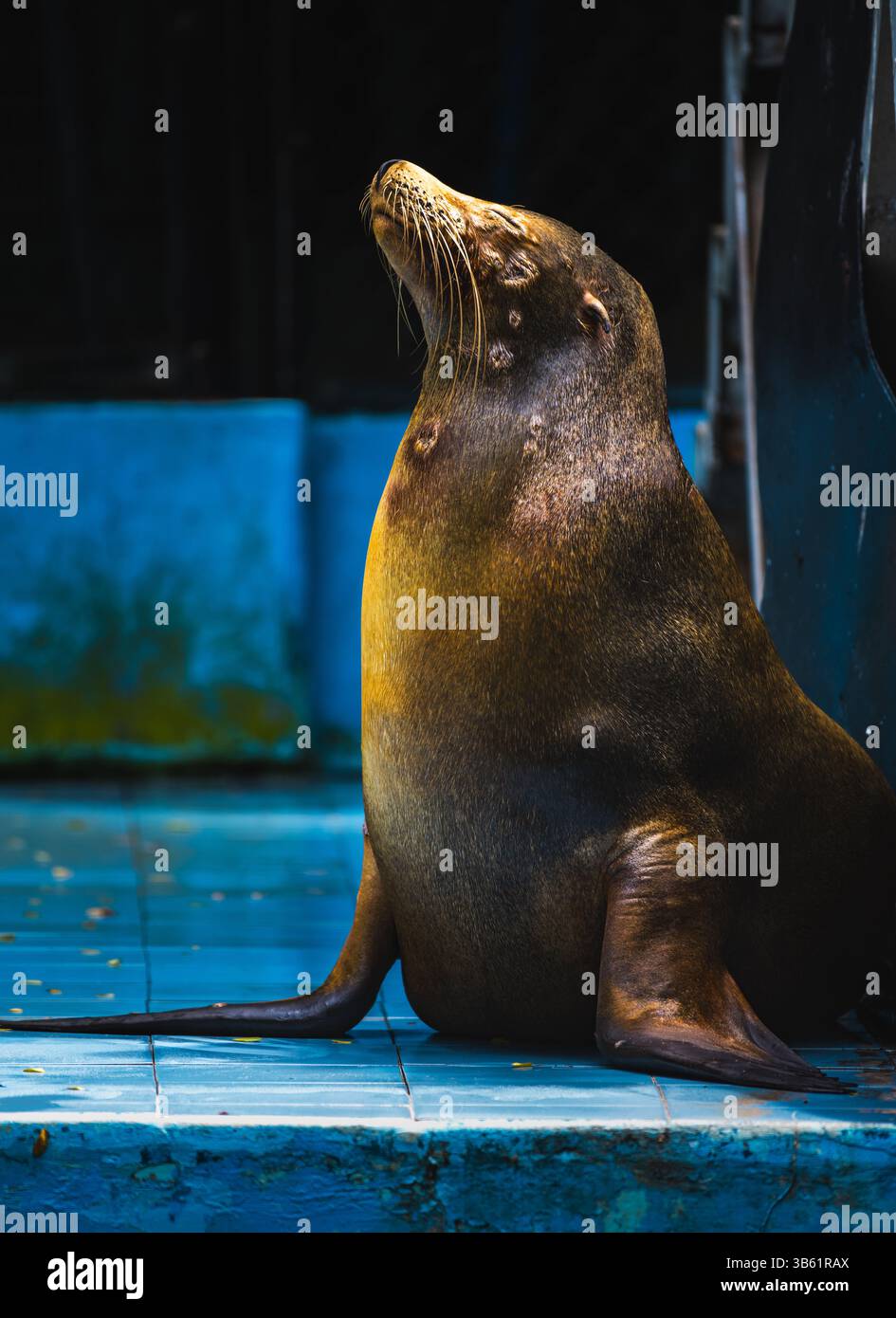 Majestic Sea Lion basking in sunlight at the Dehiwala Zoo, Sri Lanka ...