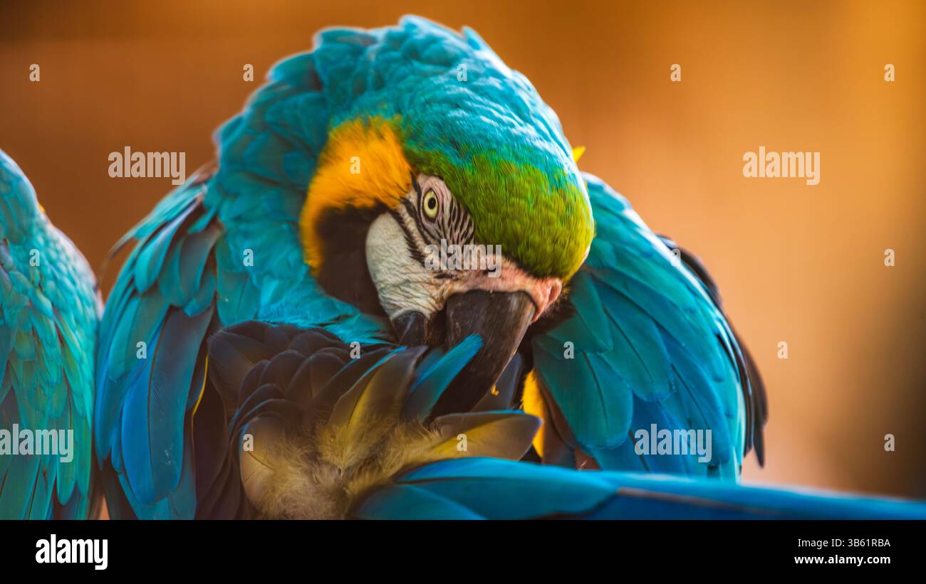 Blue-and-yellow macaw (Ara ararauna) bird preening feather Stock Photo - Alamy