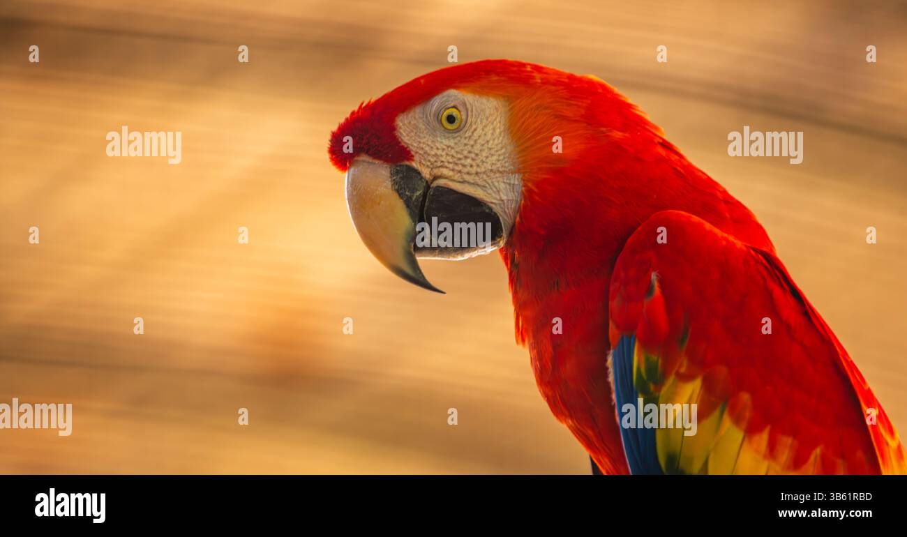 Beautiful Scarlet Macaw parrot portrait. (Ara macao) bright red, yellow ...