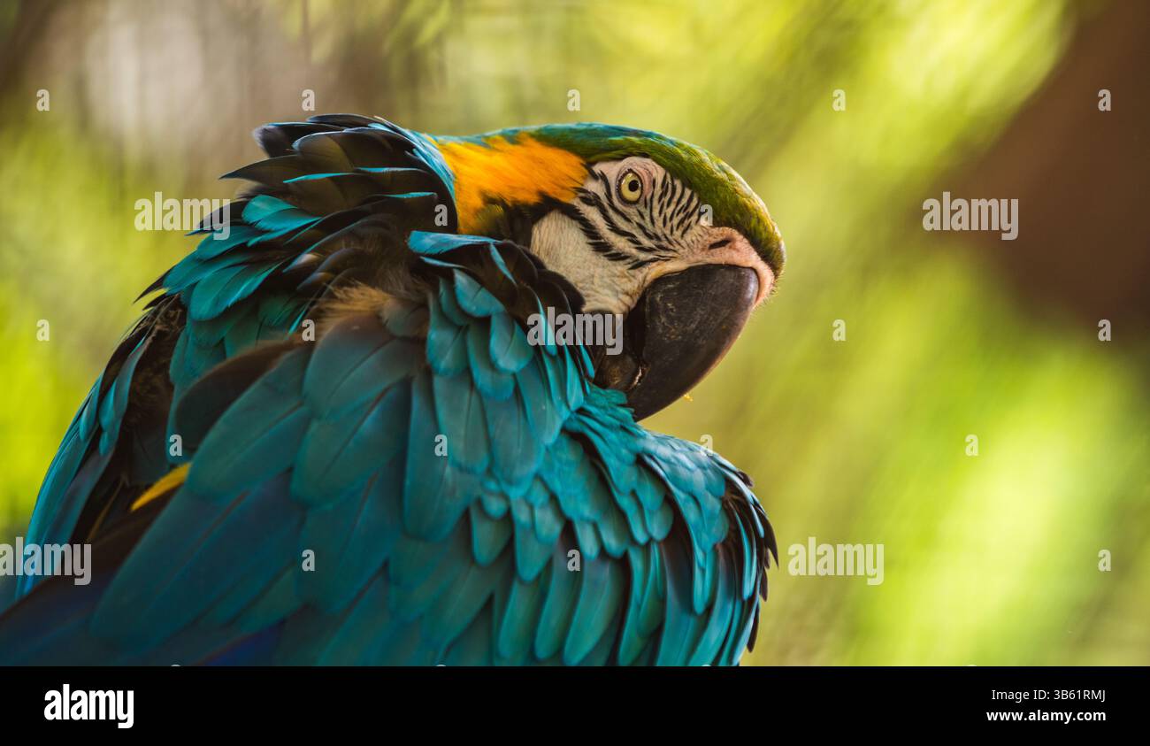Blue-and-yellow macaw (Ara ararauna) bird preening feather Stock Photo - Alamy