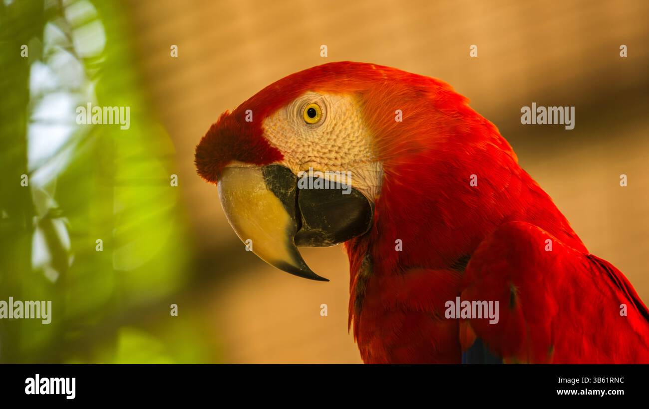 Beautiful Scarlet Macaw parrot portrait. (Ara macao) bright red, yellow ...