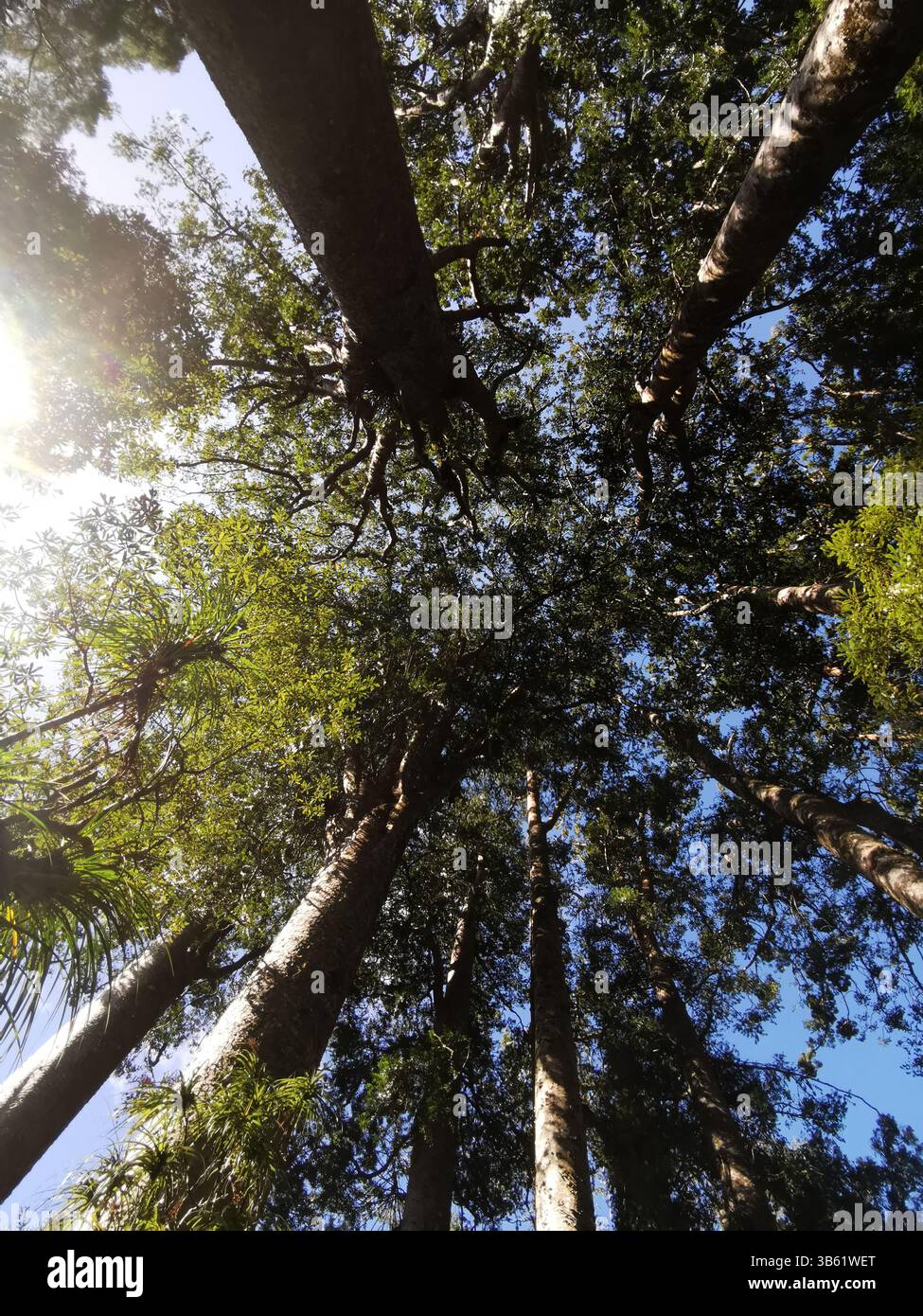Huge native kauri trees at Manginangina Kauri Walk in Puketi forest ...