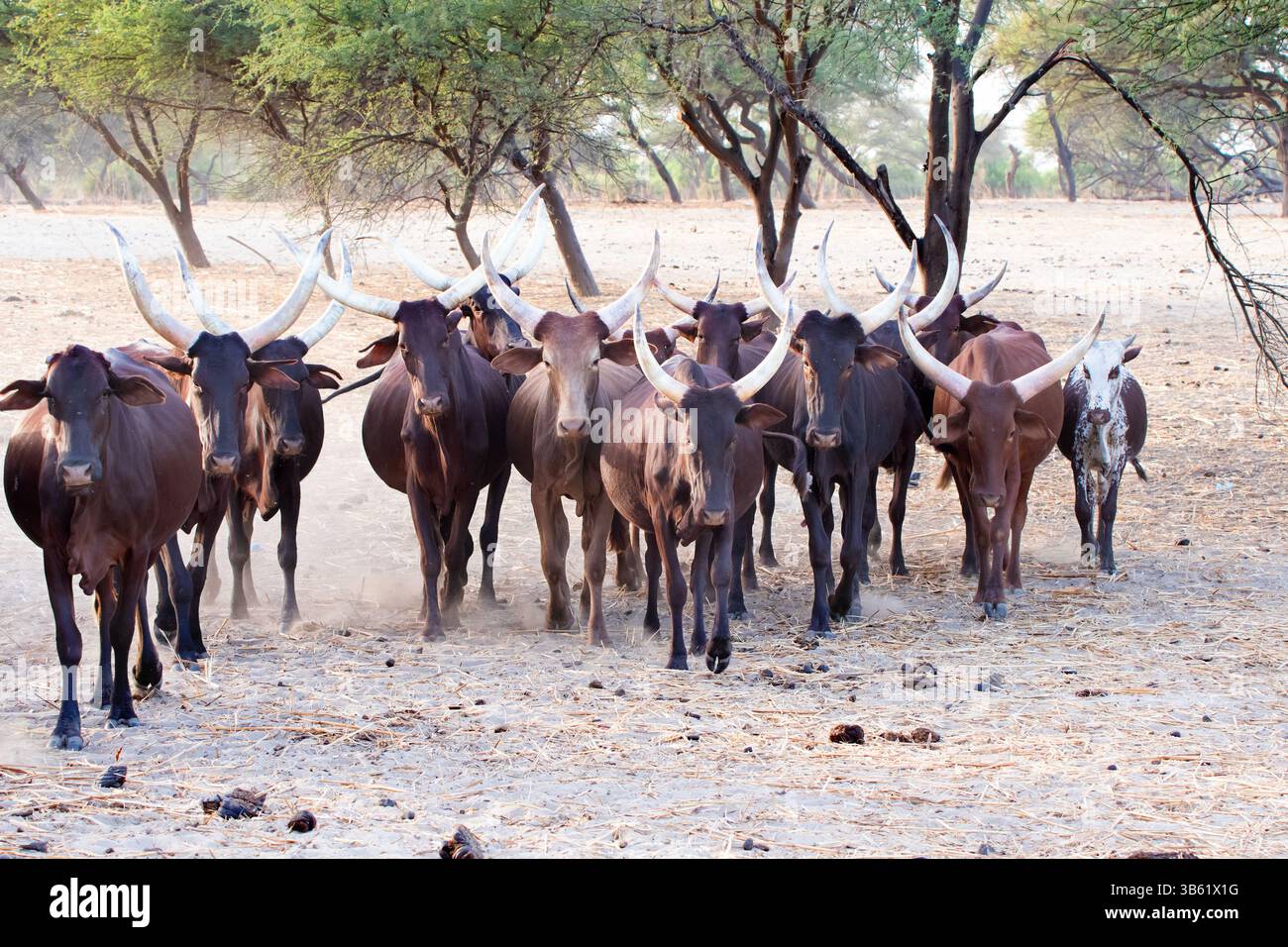 Red Fulani cattle herd, Lake Chad Region, Chad Stock Photo - Alamy