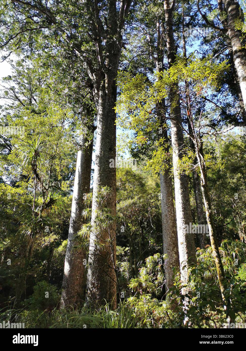 Huge native kauri trees at Manginangina Kauri Walk in Puketi forest ...