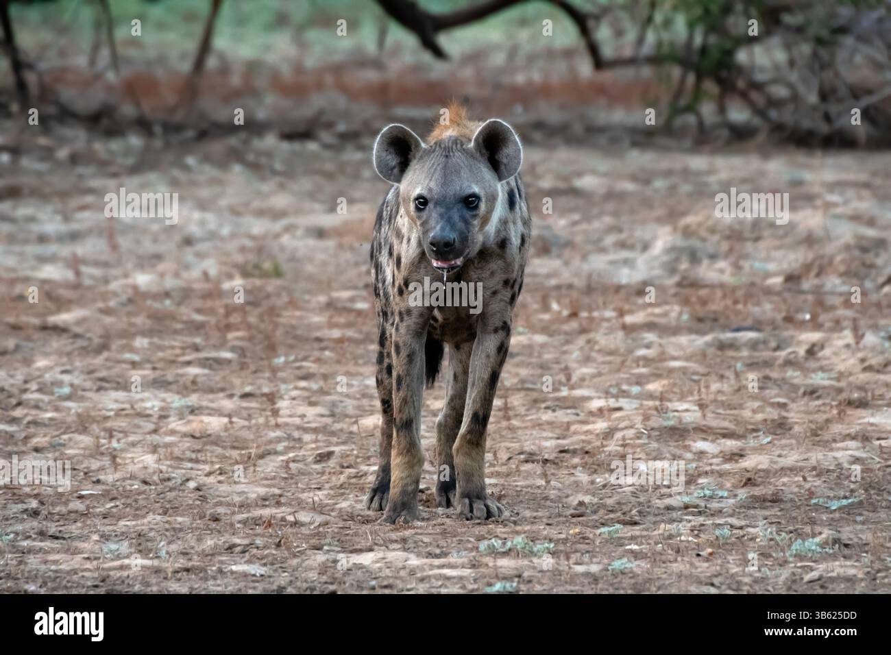 The spotted hyena (Crocuta crocuta), also known as the laughing hyena ...