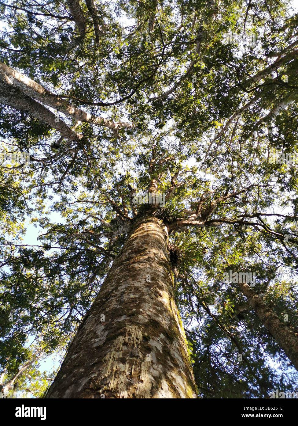 Huge native kauri trees at Manginangina Kauri Walk in Puketi forest ...
