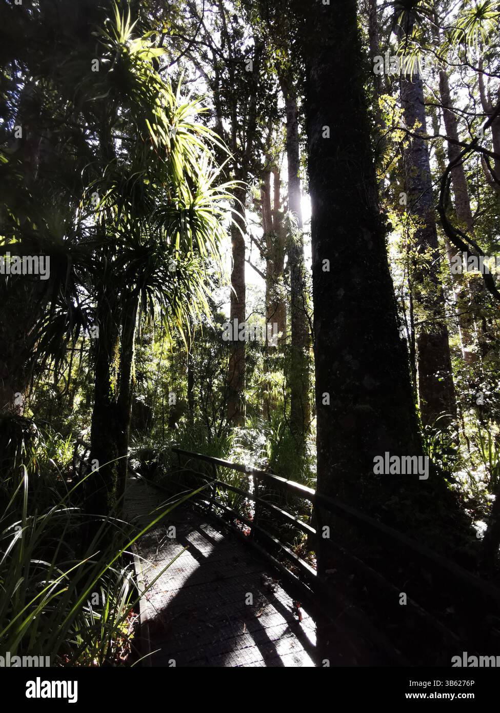 Huge native kauri trees at Manginangina Kauri Walk in Puketi forest ...