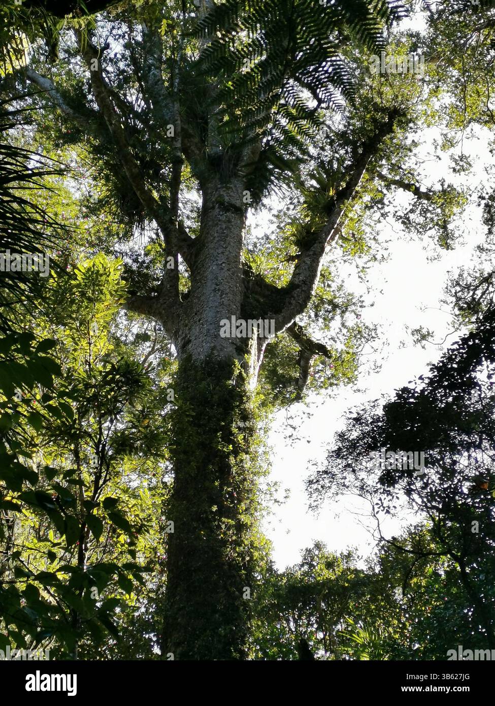 Huge native kauri trees at Manginangina Kauri Walk in Puketi forest ...