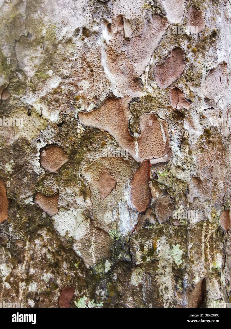Detail of growth on kauri tree trunk at Manginangina Kauri Walk in ...