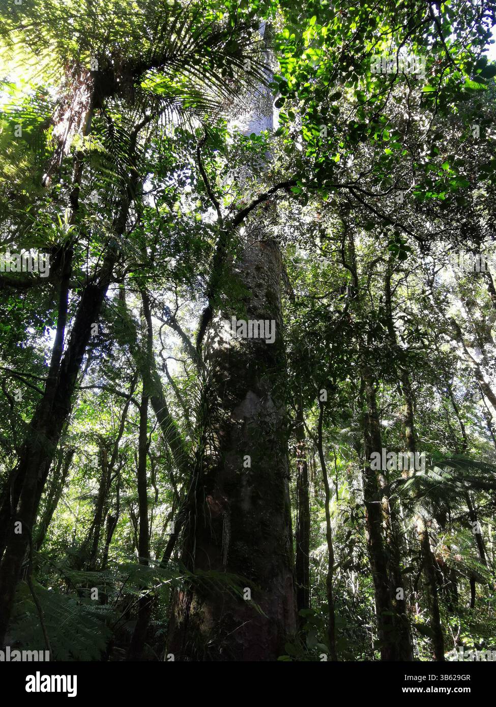 Huge native kauri trees at Manginangina Kauri Walk in Puketi forest ...