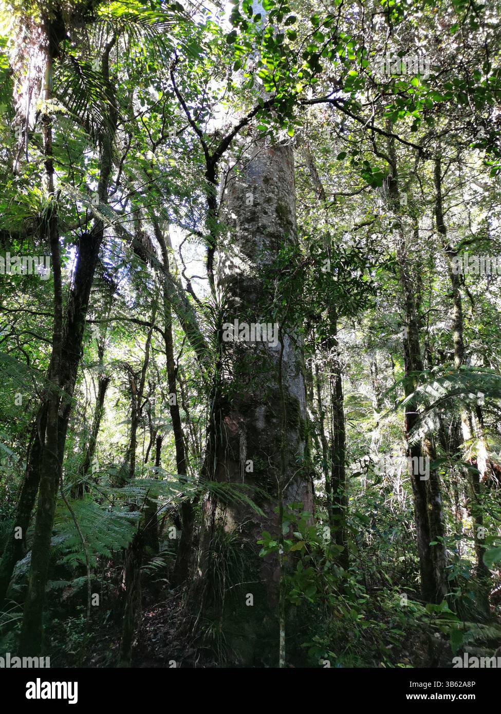 Huge native kauri trees at Manginangina Kauri Walk in Puketi forest ...