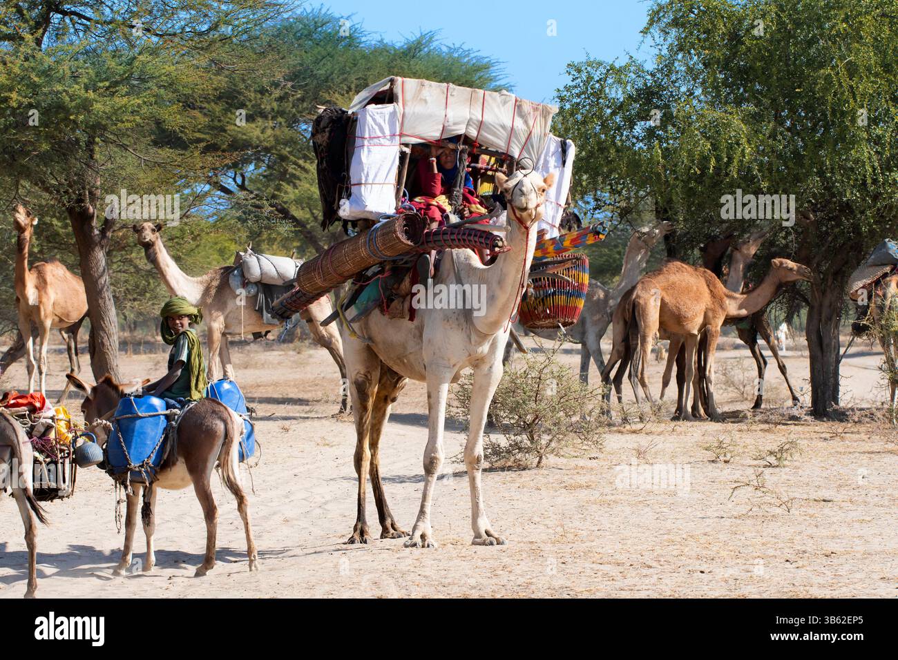 Caravan of donkeys hi-res stock photography and images - Alamy
