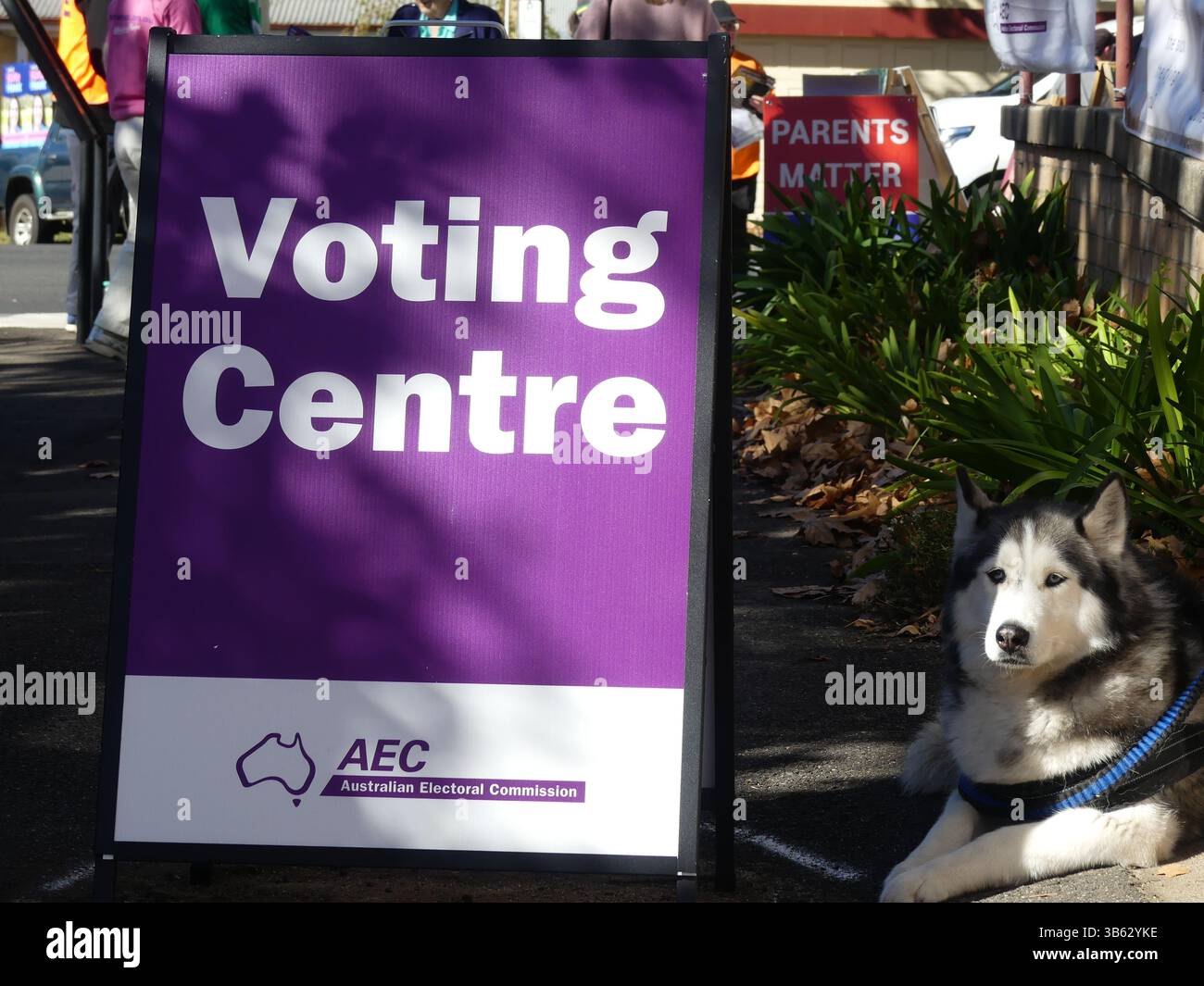 Orange, Australia. 02nd May, 2025. A dog waits for its owner to finish ...