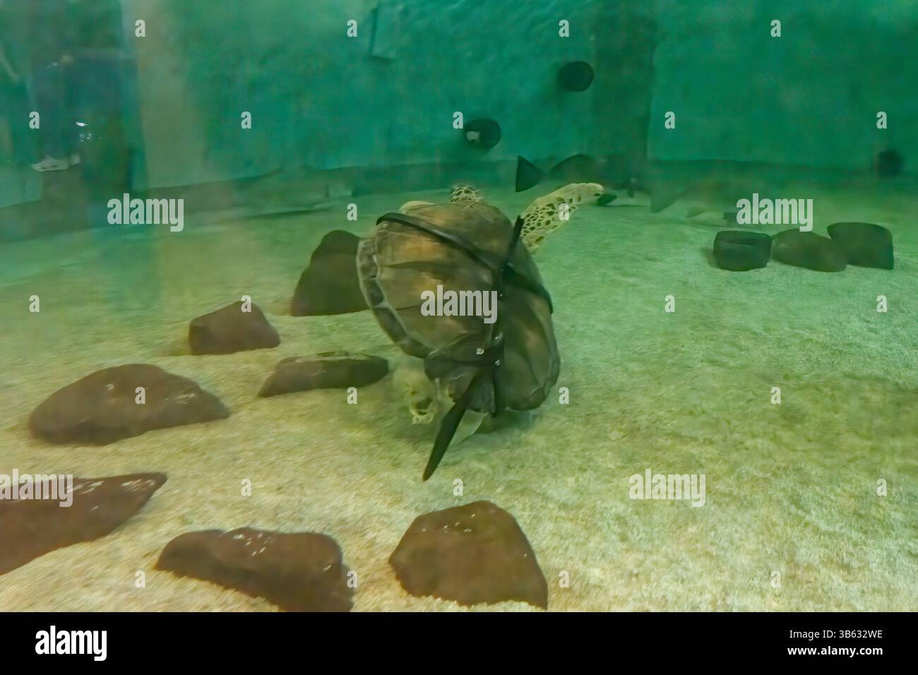 Allison the atlantic green sea turtle hi-res stock photography and ...