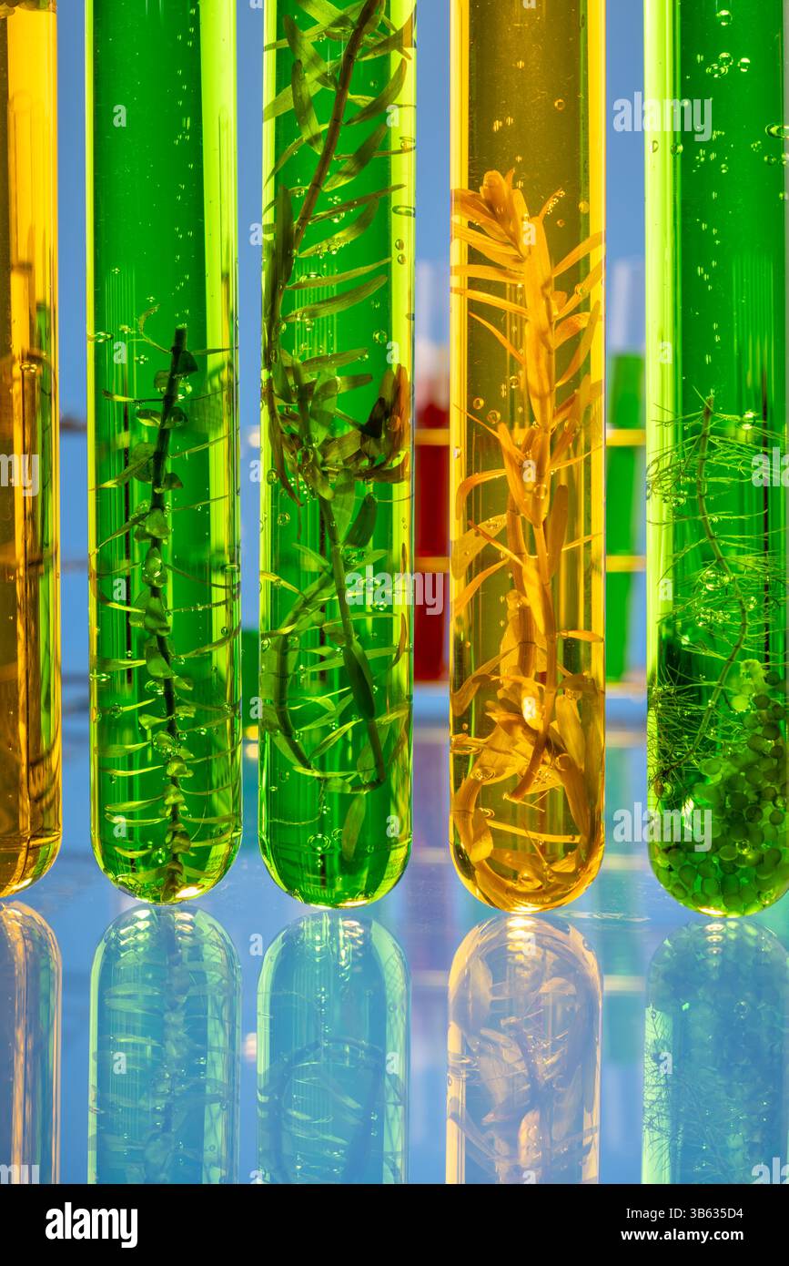 Algae fuel biofuel industry lab researching for alternative to fossil ...