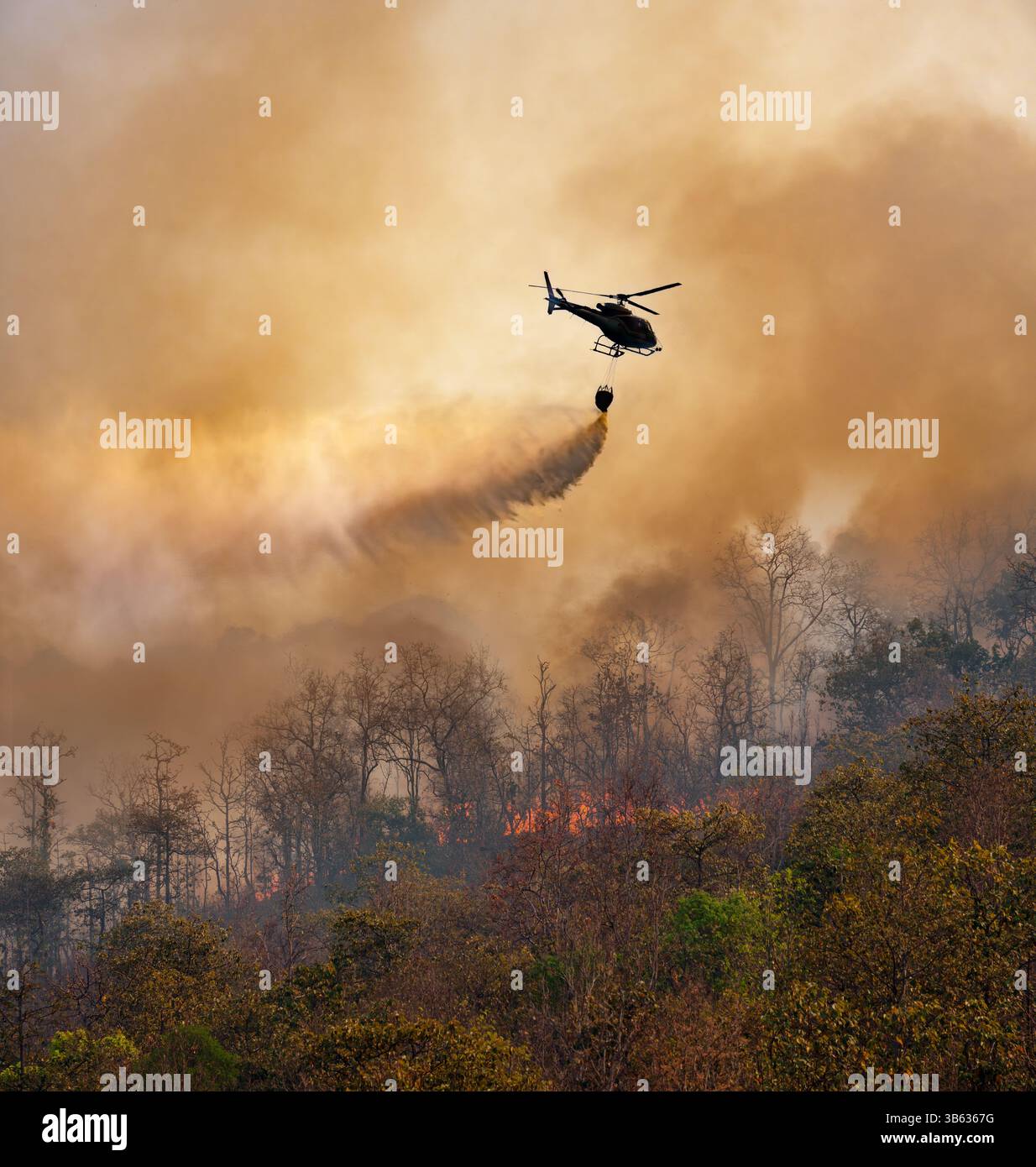 Fire fighting helicopter dropping water onto wildfire because climate ...