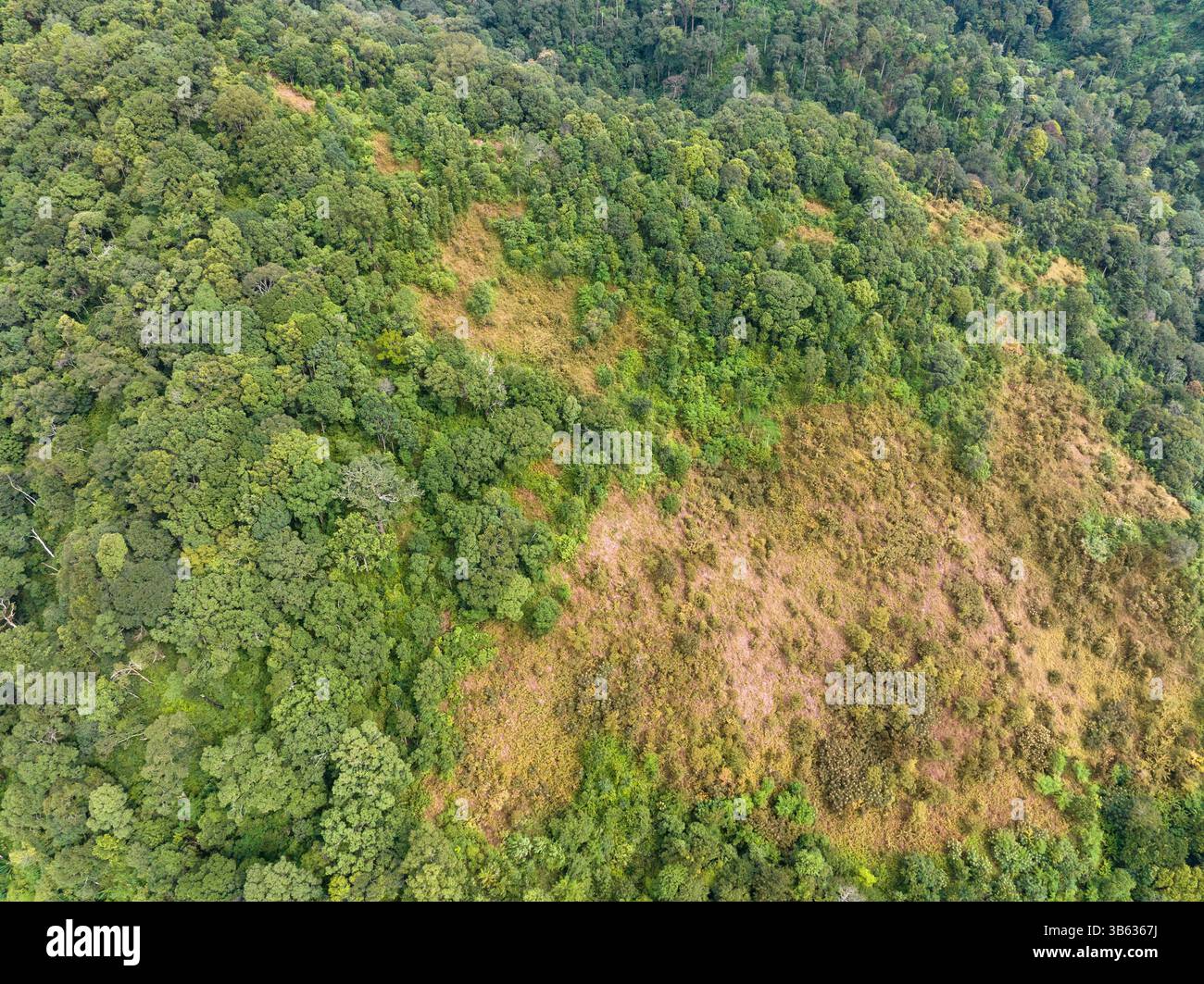 The biggest cause of forest loss is agricultural deforestation ...