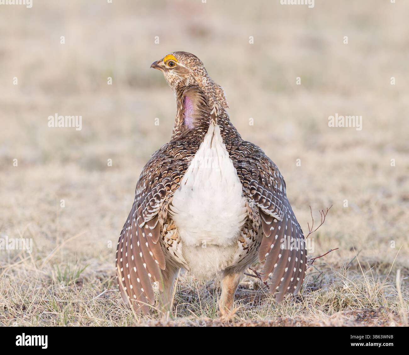 A Sharp-tailed Grouse in courtship display Stock Photo - Alamy