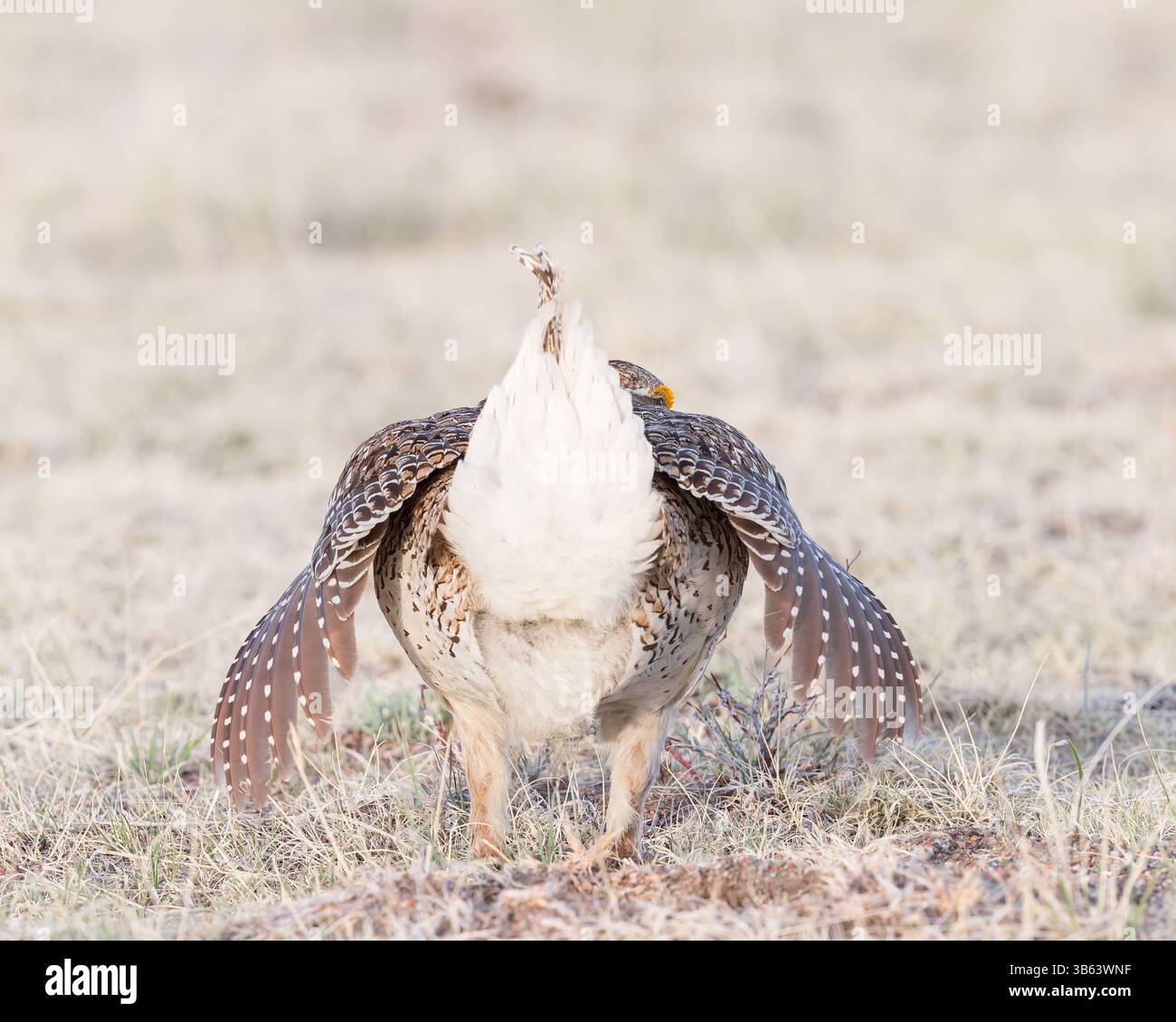 Sharp tailed grouse species hi-res stock photography and images - Alamy