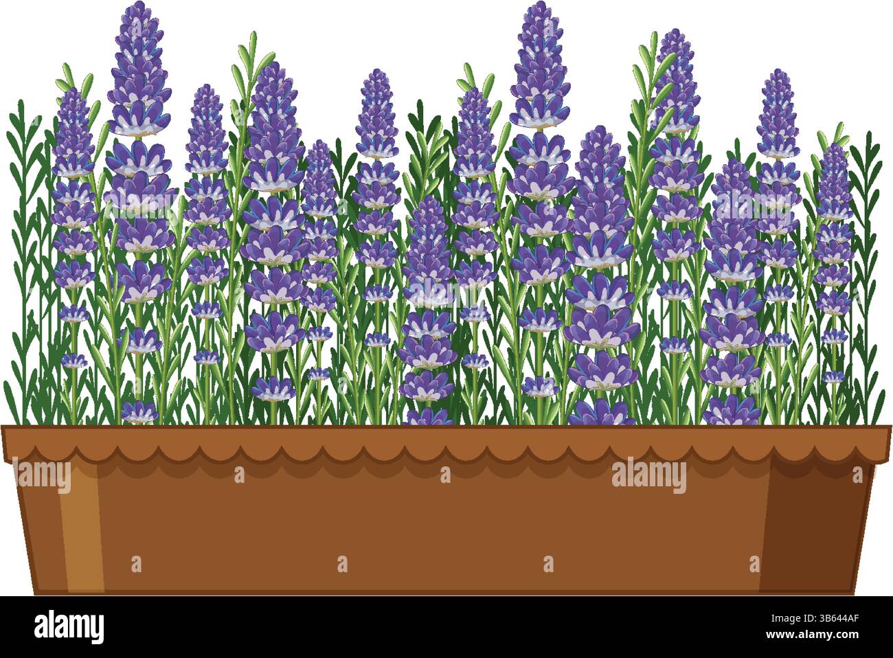 Vector illustration of vibrant lavender flowers in a brown planter ...